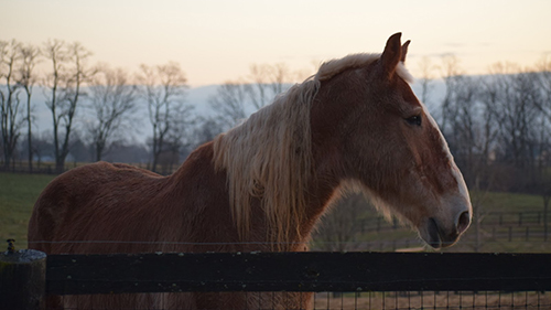 Animals for Adoption | BraveHearts Equine Center
